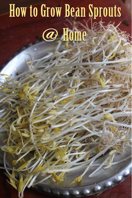 How To Grow Bean Sprouts At Home Mung Bean Sprouts Recipe Yummy Tummy