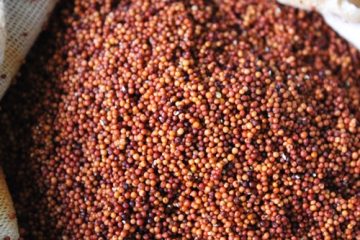 Homemade Sprouted Ragi Powder Recipe (for Babies)